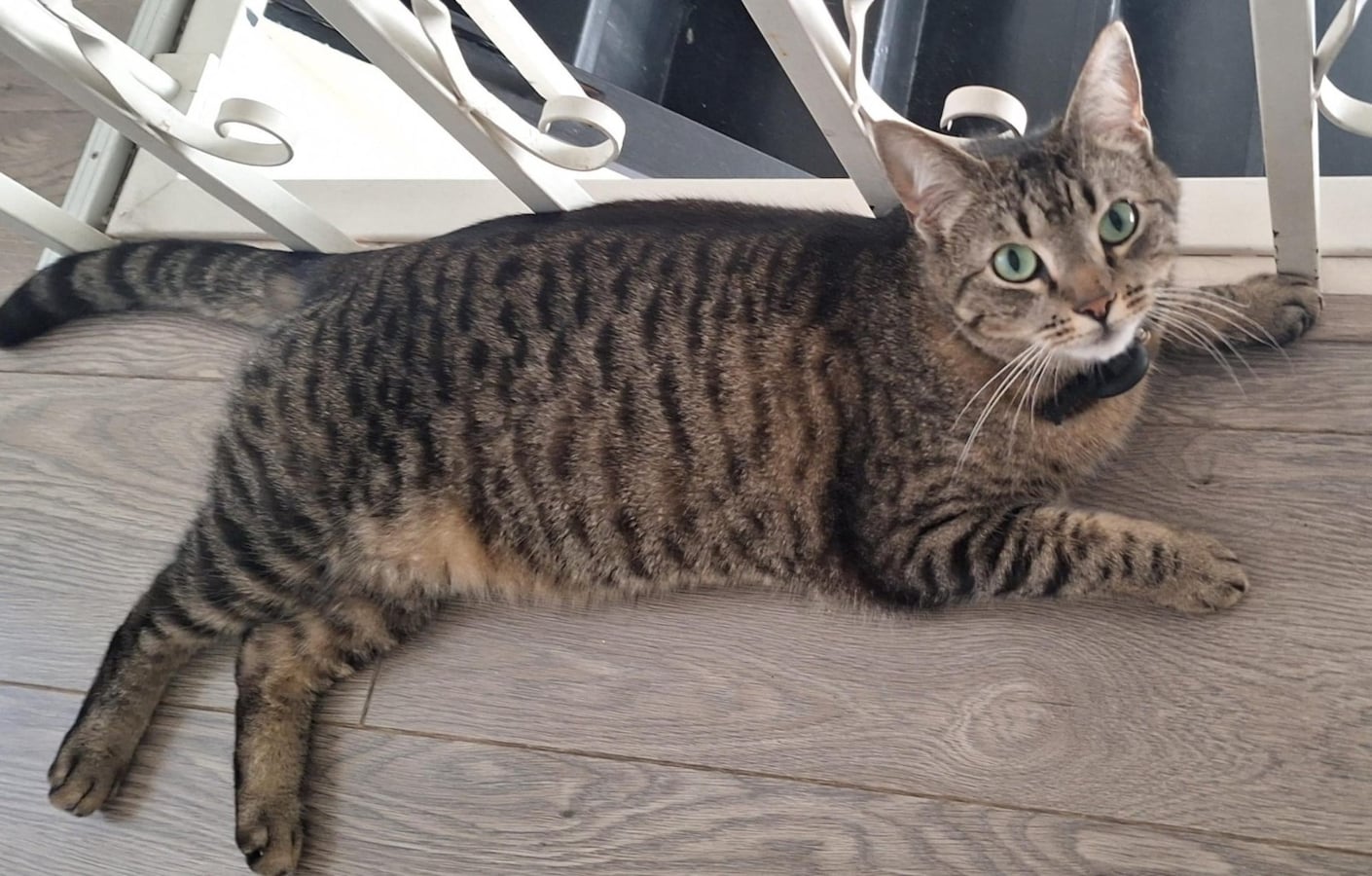 Heb jij Bobbie gezien? Dit huisdier wordt in Krimpen aan den IJssel ...