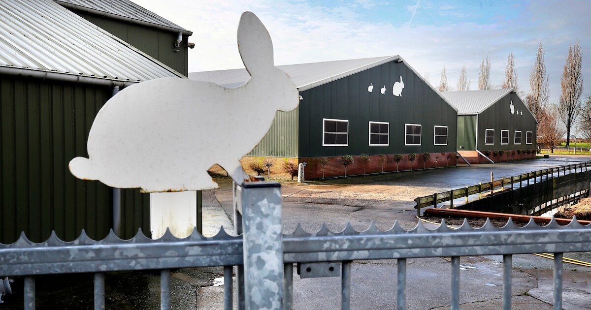 Konijn in Nood blaast protest in Leerbroek af | Rivierenland | AD.nl