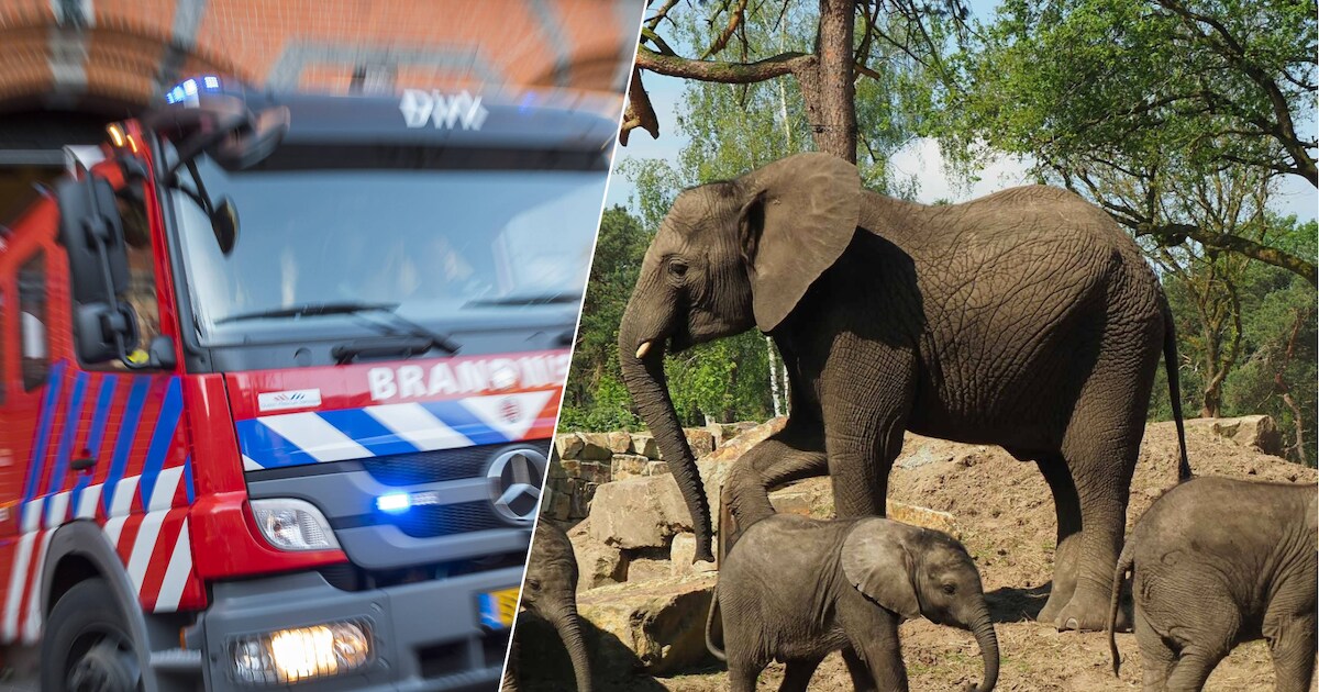 Zeer grote brand in Safaripark Beekse Bergen, dieren niet in gevaar | Binnenland | AD.nl