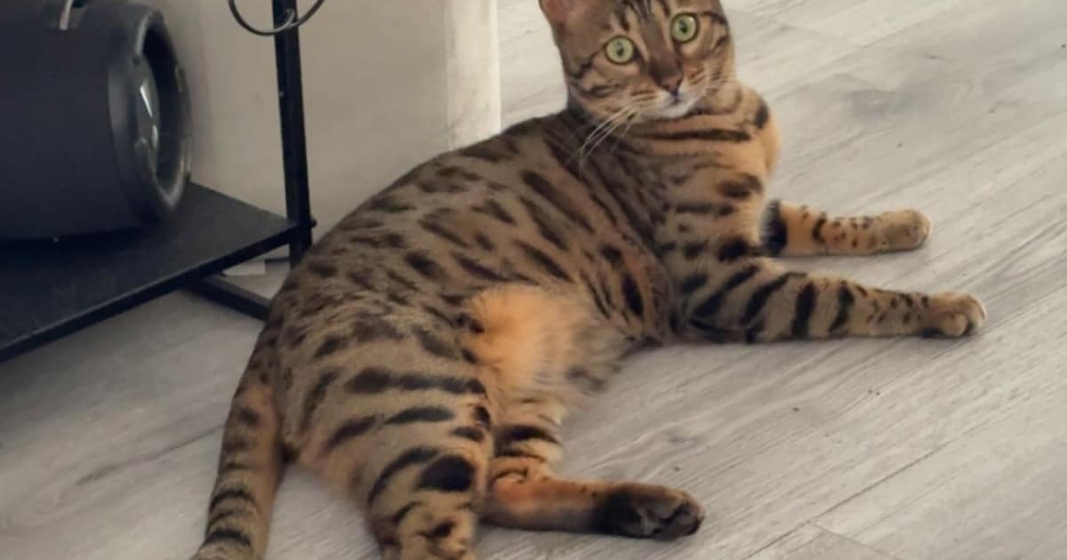 Heb jij Nala, Muis of Poekie gezien? Deze vijf huisdieren worden in Den ...