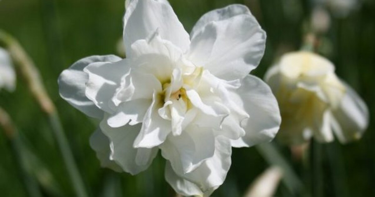 De enige narcis die lekker ruikt is de Narcissus poeticus | Wonen | AD.nl