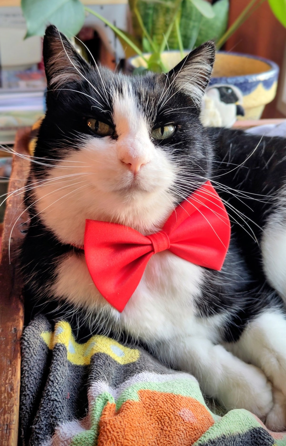 Heb jij Nesar of Sjenta gezien? Deze twee huisdieren worden in ...