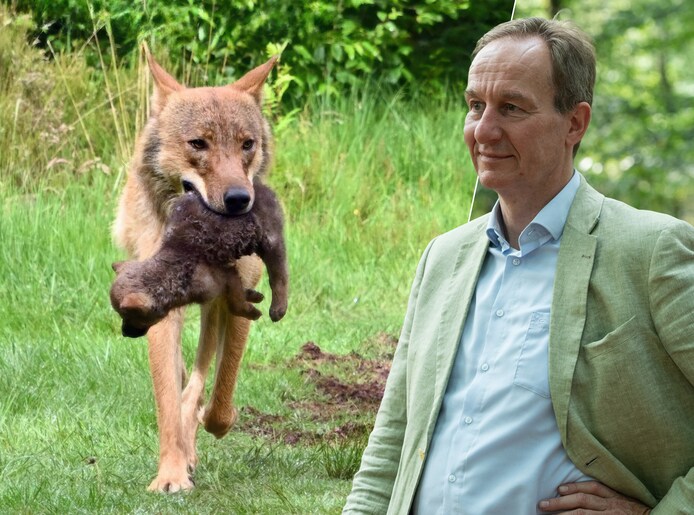 Beheerder van ‘wolvenlandgoed’ Den Treek moest op het nieuws lezen dat ...