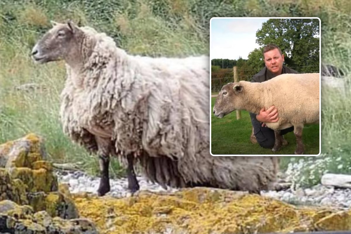 ‘Eenzaamste schaap’ na zware redding van Schotse klif zwanger van ...