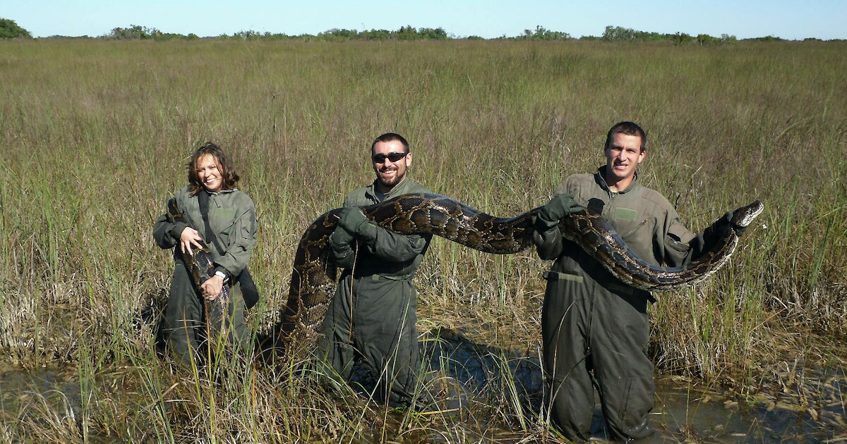 Enorme tijgerpython gevangen in Florida | Nieuws | AD.nl