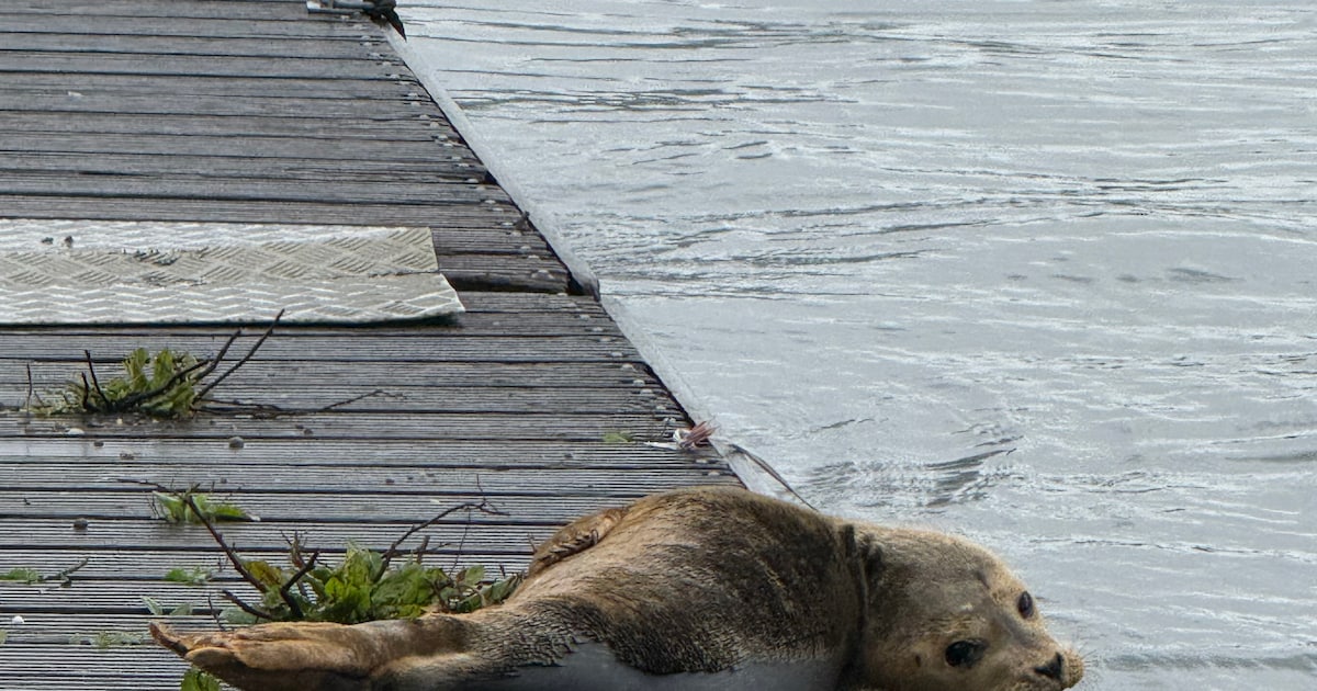 Zeehond gespot in de Amstel, onduidelijk of het ‘Uutje’ is: ‘Lag lekker ...