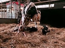 Drieling kalveren geboren op boerderij in Achterhoek, maar er is één ...