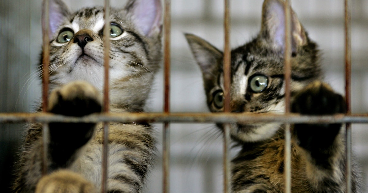 Adoptiemiddag voor katten in Born | Sittard-Geleen | AD.nl