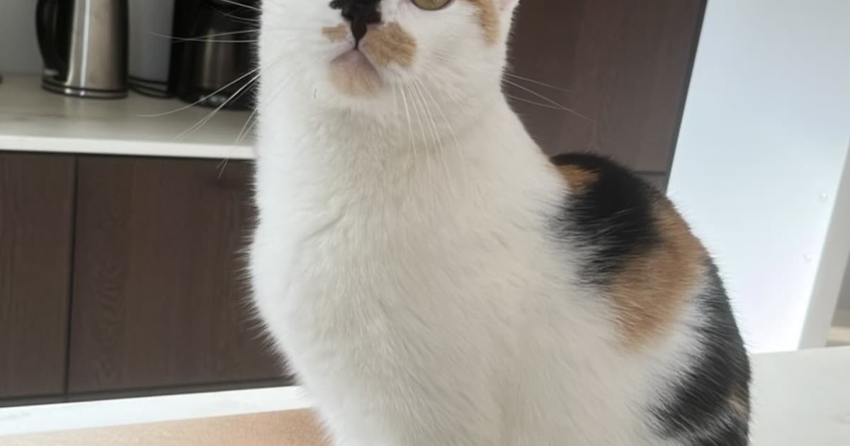 Heb jij Tooske gezien? Dit huisdier wordt in Gilze en Rijen vermist ...