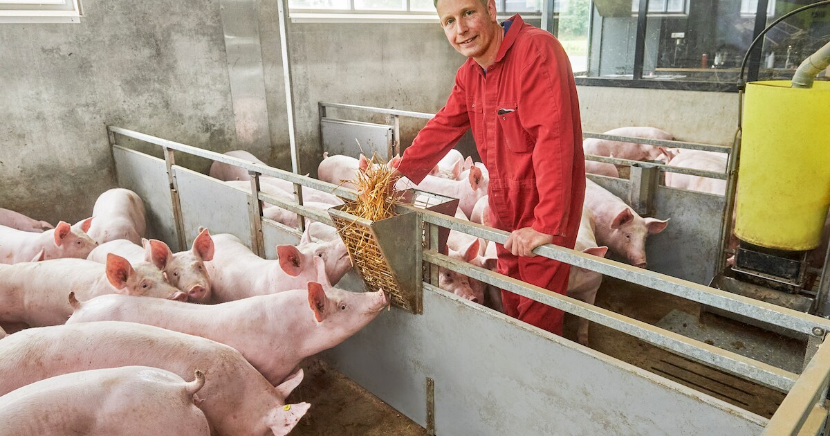 Ontmoet de boer en knuffel zijn varkens tijdens Weekend van het Varken ...