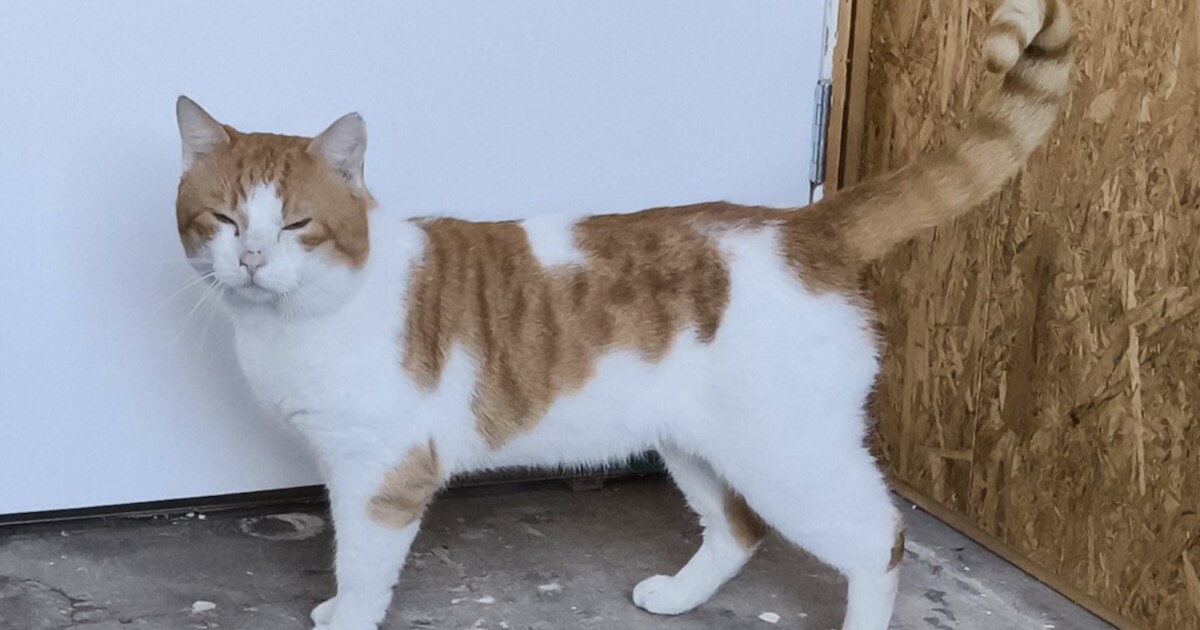 Heb jij George of Frits gezien? Deze twee huisdieren worden in ...