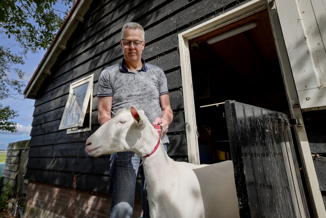 De uiers, het loopje en de blik in de ogen: zo werd de geit van Huib de ...