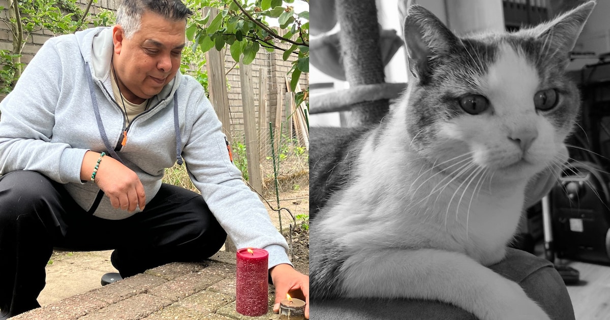 Doorbraak in zaak met beschoten katten? Man met pijltjes in zijn tas ...