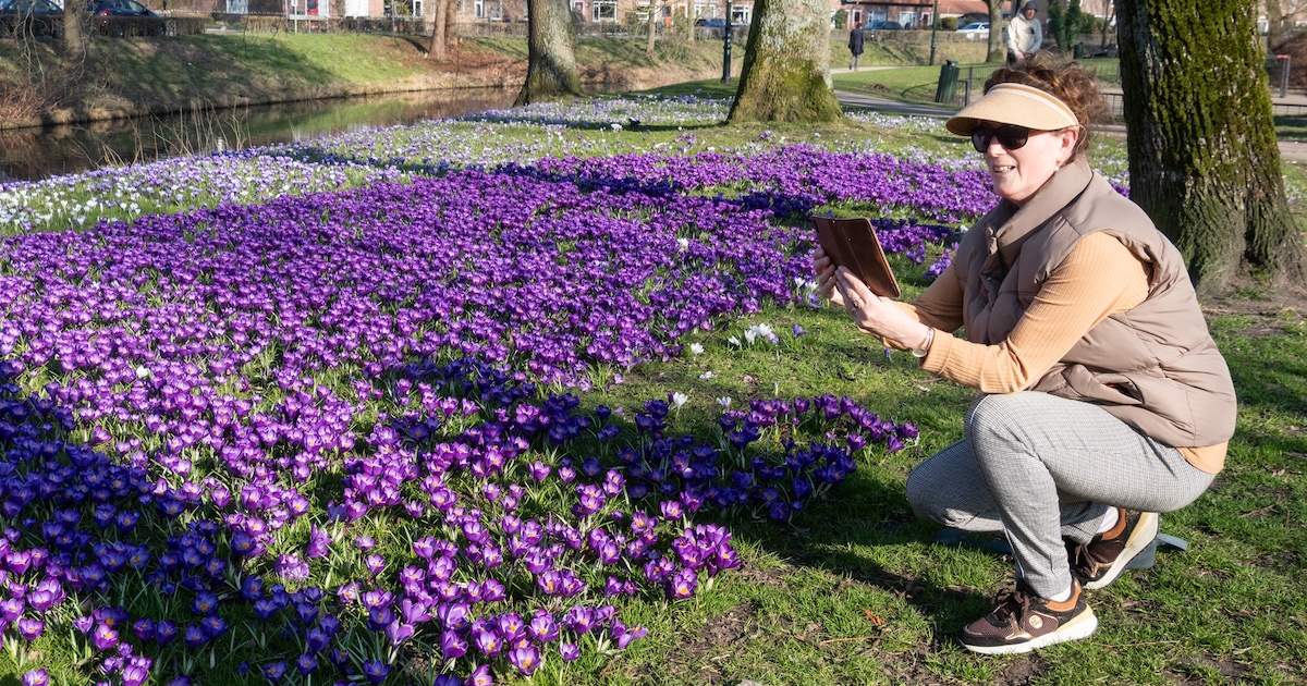 Lente kondigt zich aan in Amersfoort: kleurige zee van krokussen is te ...