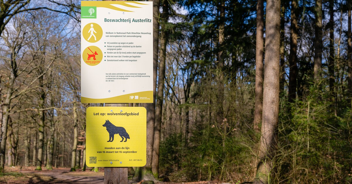 Ondanks kritiek wordt aanlijnplicht vanwege wolf in bossen Utrechtse ...