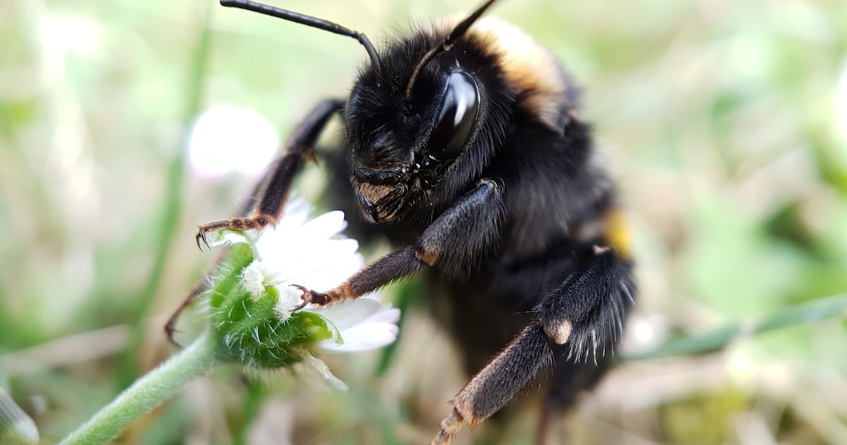 Zet je tuin vol bloemen, anders verdwijnt de hommel uit Nederland ...