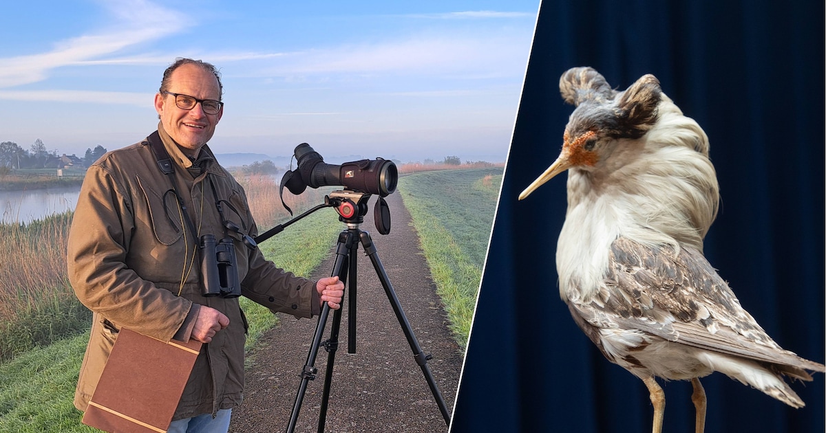 Marc vertelt alles wat je wilt weten over de kemphaan: de vogel in de ...