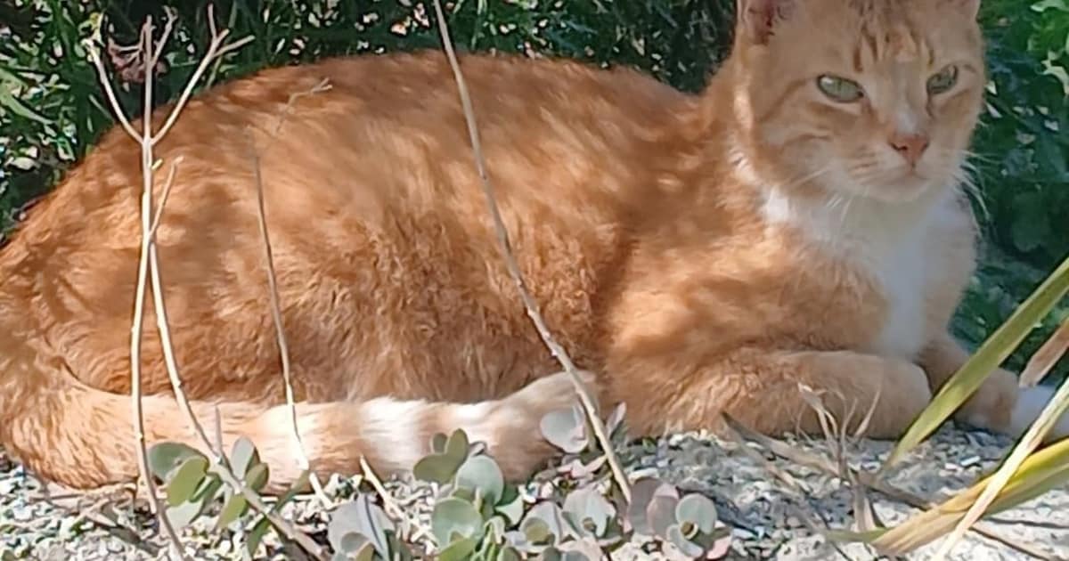 Heb jij Pim of Lexie gezien? Deze twee huisdieren worden in Westerveld ...