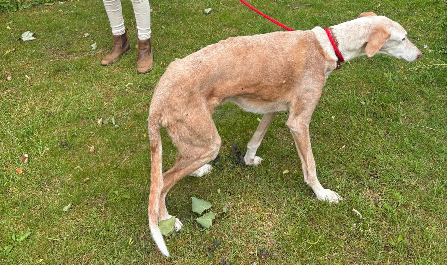 Grote zorgen om vermiste hond Josh (15): doof, dement en bijna blind ...
