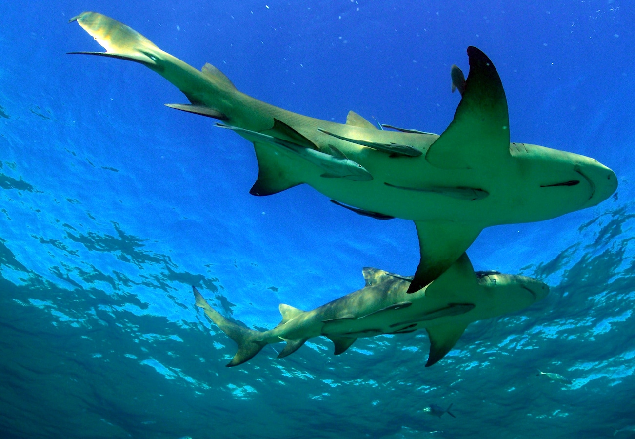 Megalodon, de grootste haai ooit, blijkt nog groter te zijn na ...