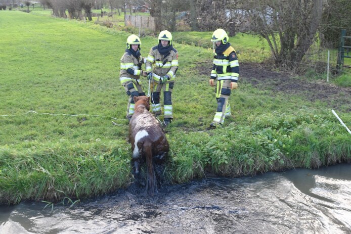Pony haalt nat pak in Aalst, brandweer weet dier uit sloot te redden ...