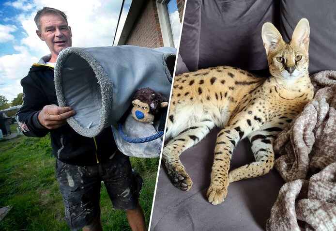 Wilde serval ontsnapt en grijpt kip: ‘Benader je hem verkeerd, dan ben ...