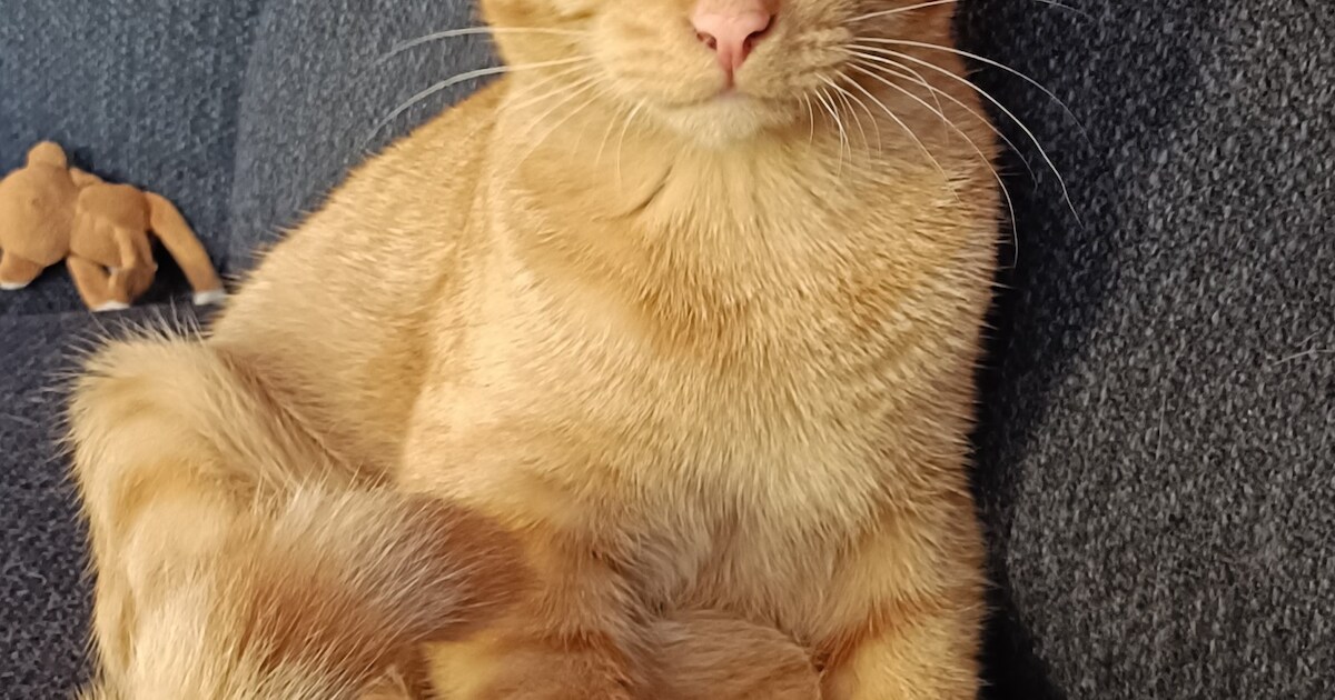 Heb jij Coco of Benji gezien? Deze twee huisdieren worden in Lelystad ...