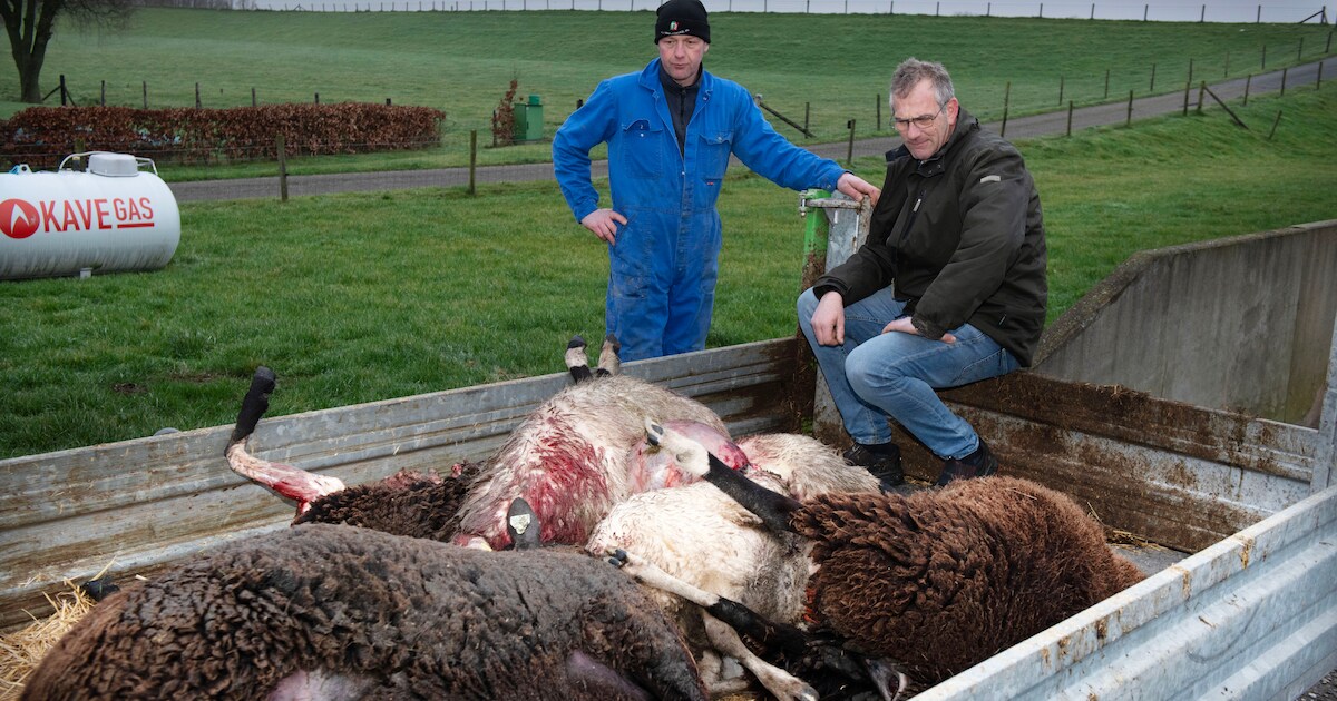 Slachting onder schapen van boer Mijndert: ‘Gruwelijk om slagveld van ...