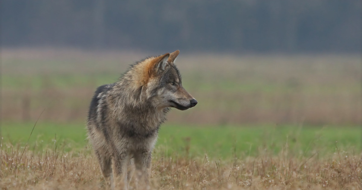 Wolf die mensen aanvalt is uitzonderlijk, maar de incidenten nemen wel ...
