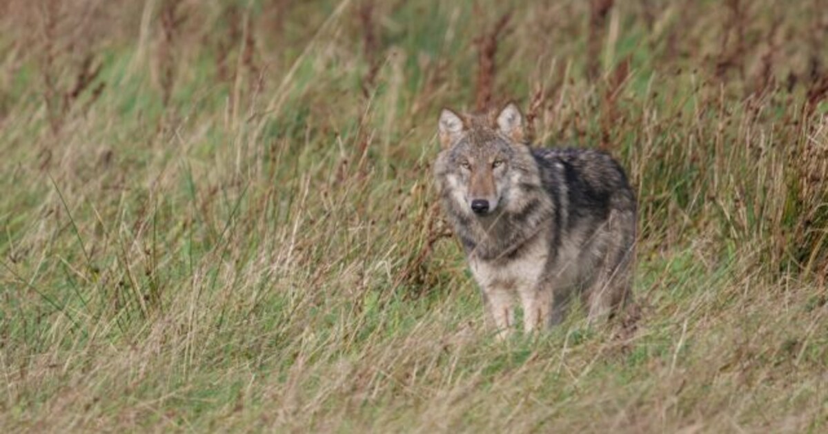 Wolftoerisme Drenthe loopt uit de hand: ‘Mensen komen zelfs met bakjes ...