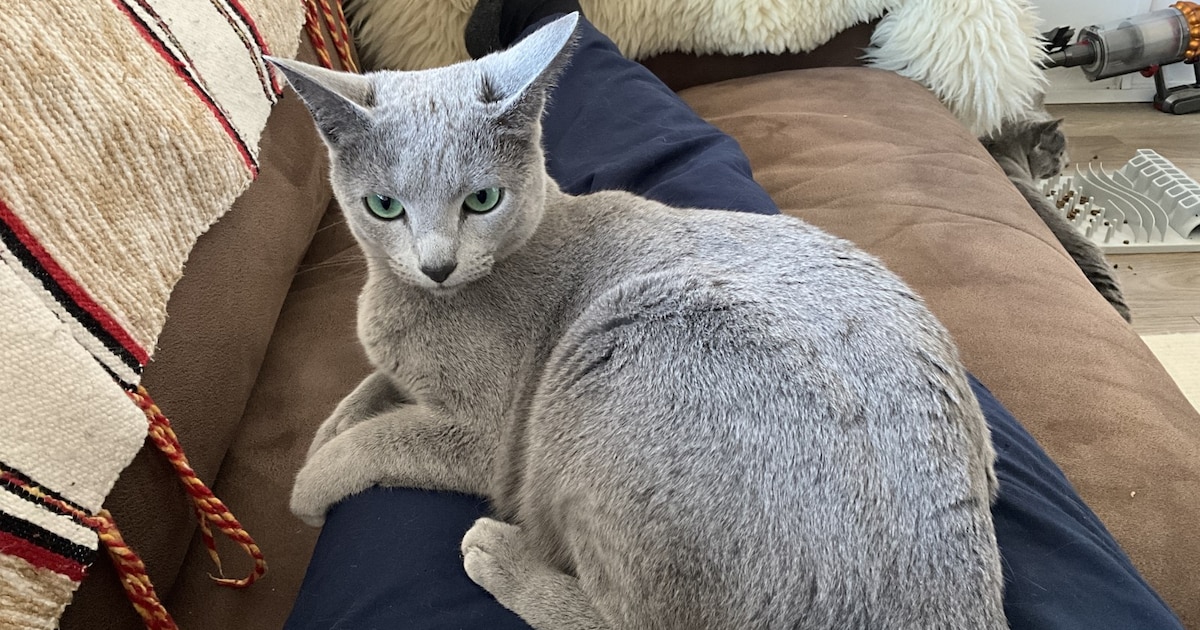 Heb jij Lily gezien? Dit huisdier wordt in Noordwijk vermist | Regio ...