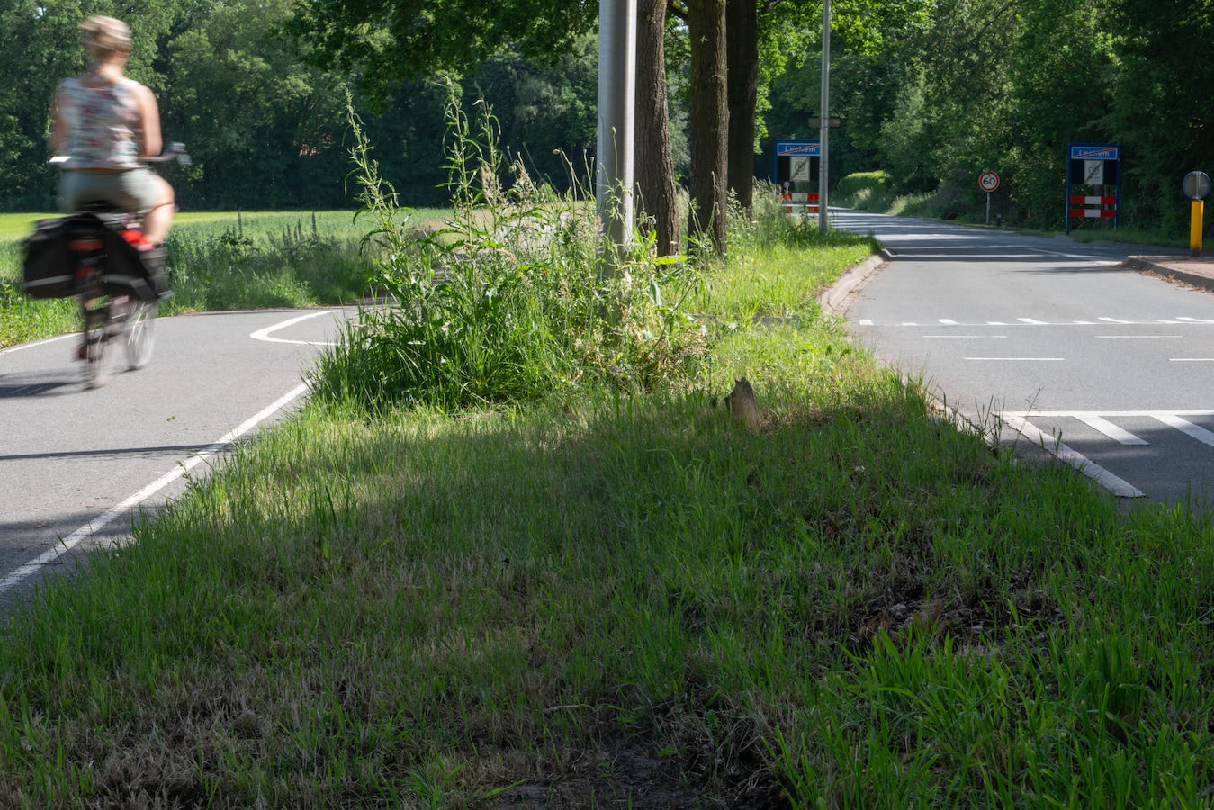 Minder maaien in mei? Bloemrijke berm in Barchem blijft kaal achter ...