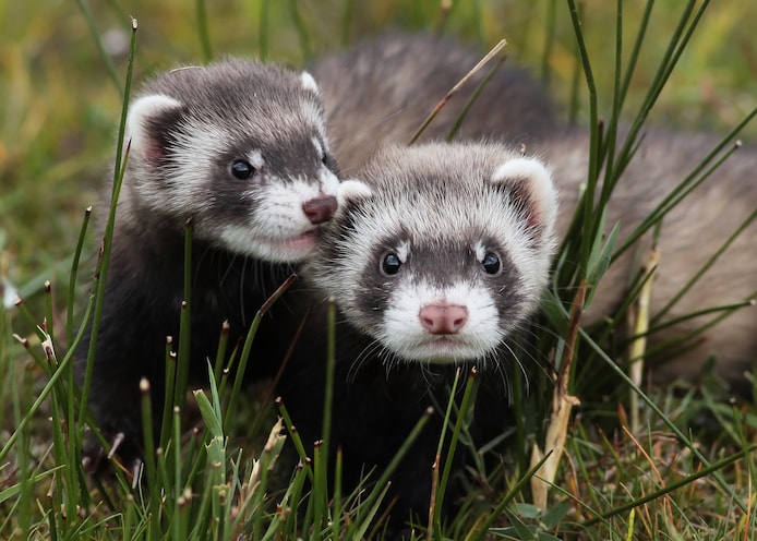 Bunzing vertraagt bouw van 125 woningen: Amersfoort moet eerst nieuwe ...