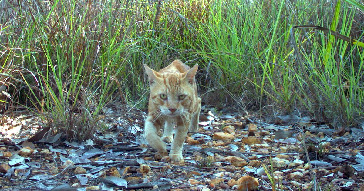 Kinderen mogen tóch geen katten doodschieten: wedstrijd in Nieuw-Zeeland aangepast | Buitenland ...