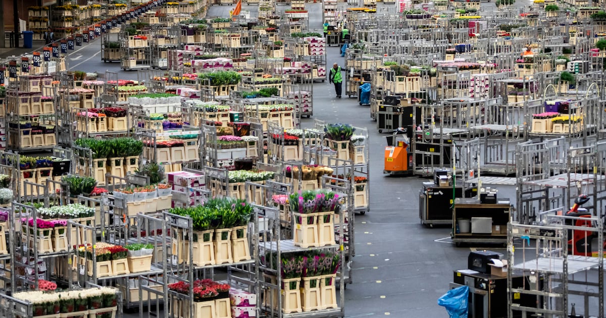 Minder leden bloemenveiling FloraHolland in Nederland, maar aantal in ...