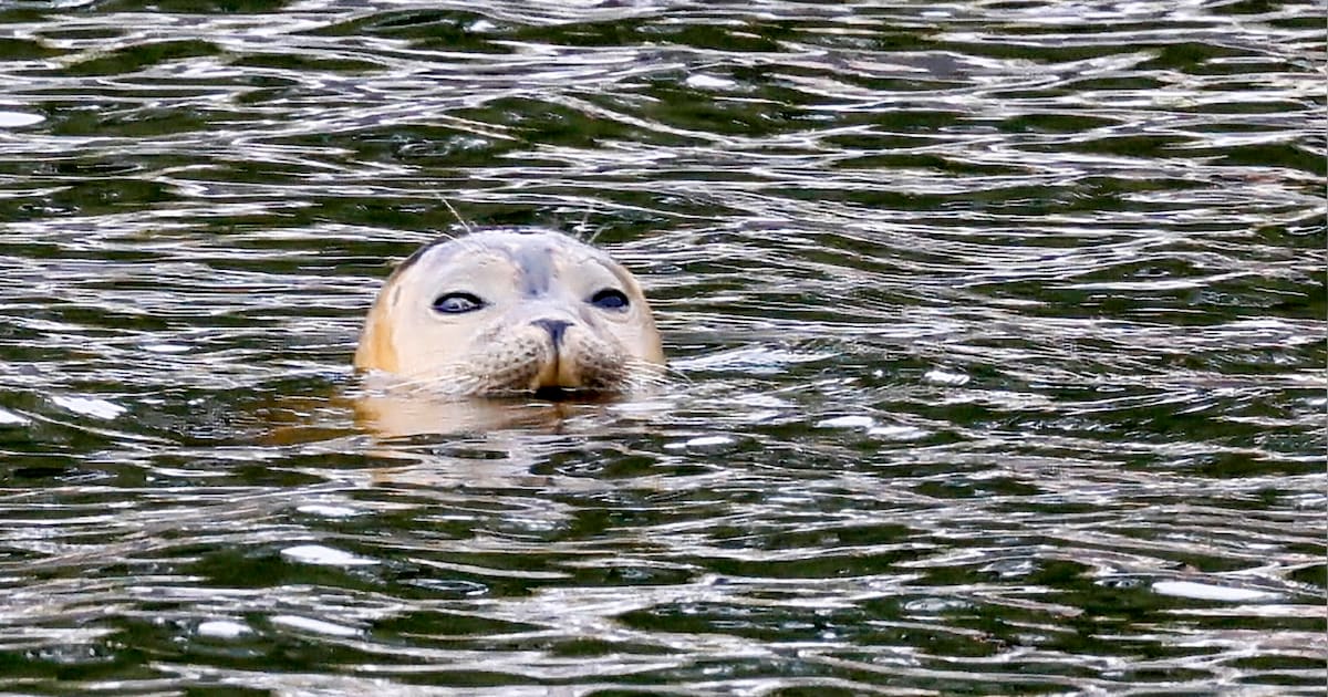 Zeehond kan volgens kenner nog wel een jaar in Utrechts Merwedekanaal ...