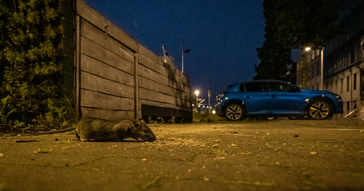 Fors meer meldingen van rattenoverlast in Amsterdam: ‘De rat hoort bij ...