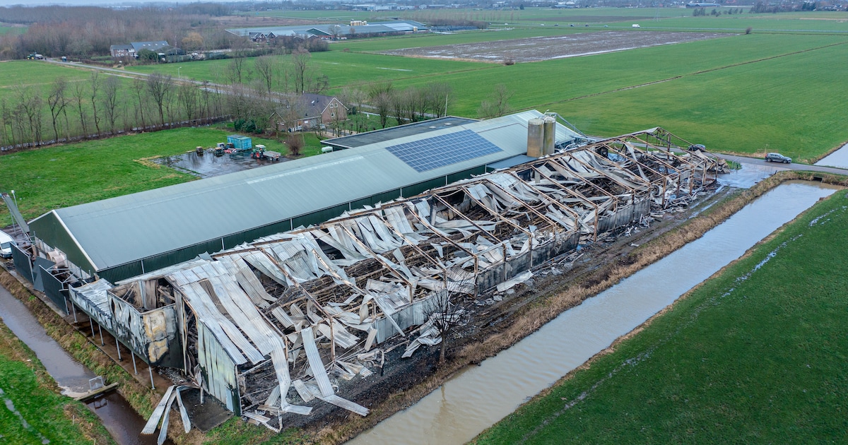Stalbrand in Breda: afgelopen elf jaar achttien dieren om het leven ...