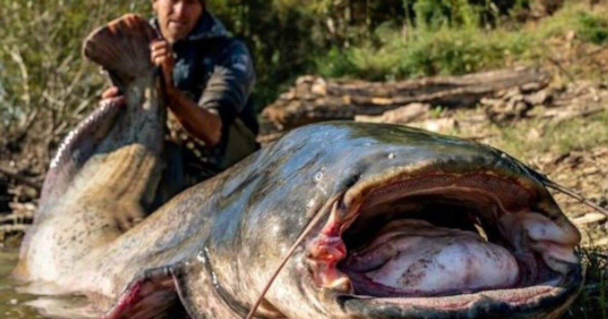 Bekende visser doet gigantische vangst in Tsjechisch stuwmeer: ‘Een ...