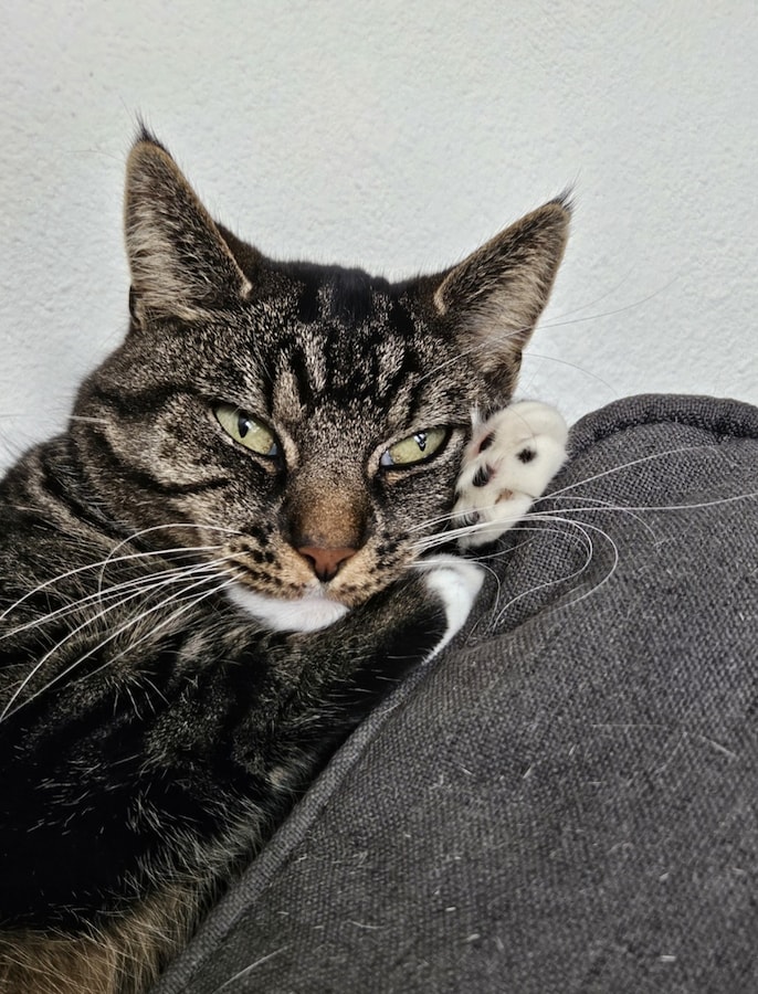 Heb jij Jackie, Ezra of Siyah gezien? Deze drie huisdieren worden in ...