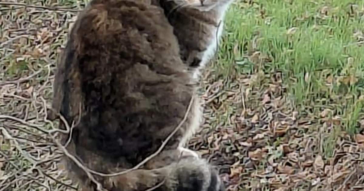 Heb jij Mau gezien? Dit huisdier wordt in Venray vermist | Regio | AD.nl