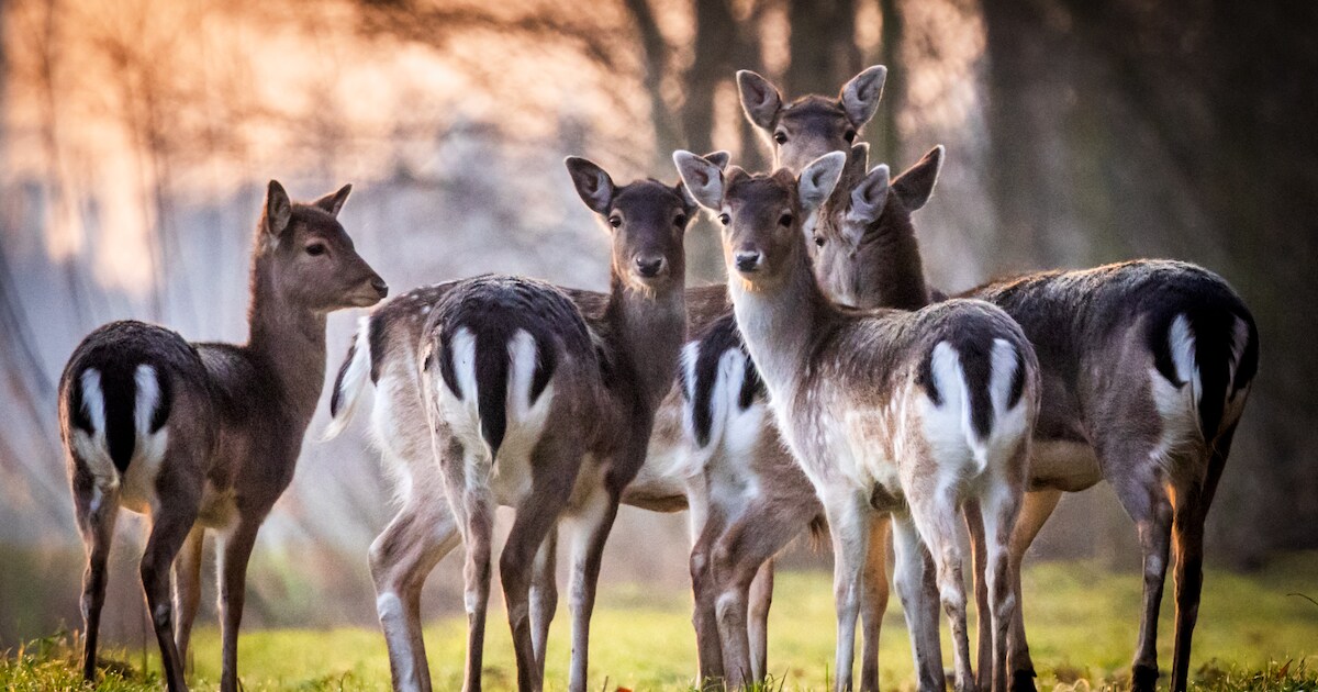 Damherten mogen voorlopig toch blijven in Hoeksche Waard | Hoeksche ...