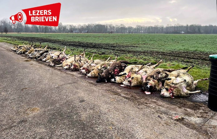 Reacties op afgemaakte schapen na aanval wolf: ‘Relaas van veearts moet ...