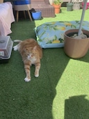 Heb jij Mees, Prut of Bella gezien? Deze vijf huisdieren worden in ...