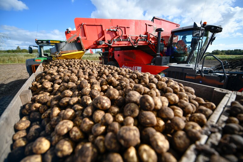 Boer Jan heeft MS én een aardappeloverschot en dus verkoopt-ie piepers ...