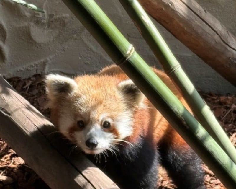 Nieuwe rode panda voor Eindhoven Zoo: hoop op toekomstig liefdeskoppel ...
