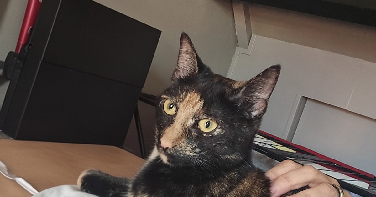 Heb jij Lola gezien? Dit huisdier wordt in Albrandswaard vermist ...