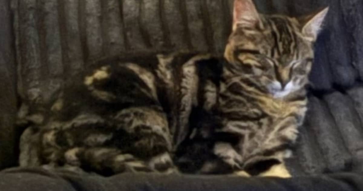 Heb jij Zelda, Lizzy of Felix gezien? Deze drie huisdieren worden in ...