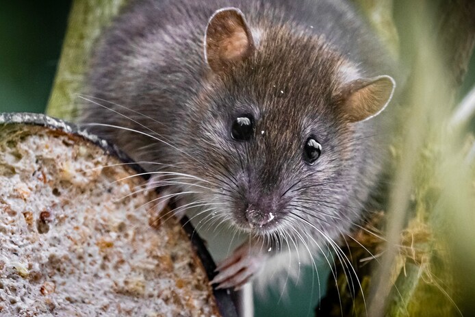 Grote belangen bij strijd tegen ratten: ‘Als hij zijn gang gaat, kunnen ...