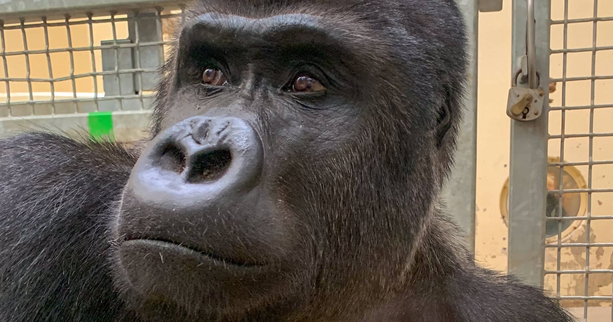 Deze grote vriendelijke gorilla wordt nieuwe leider in Burgers’ Zoo na ...